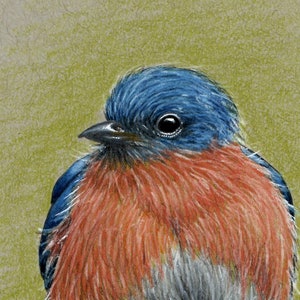 Colored Pencil Bird Drawing - Etsy