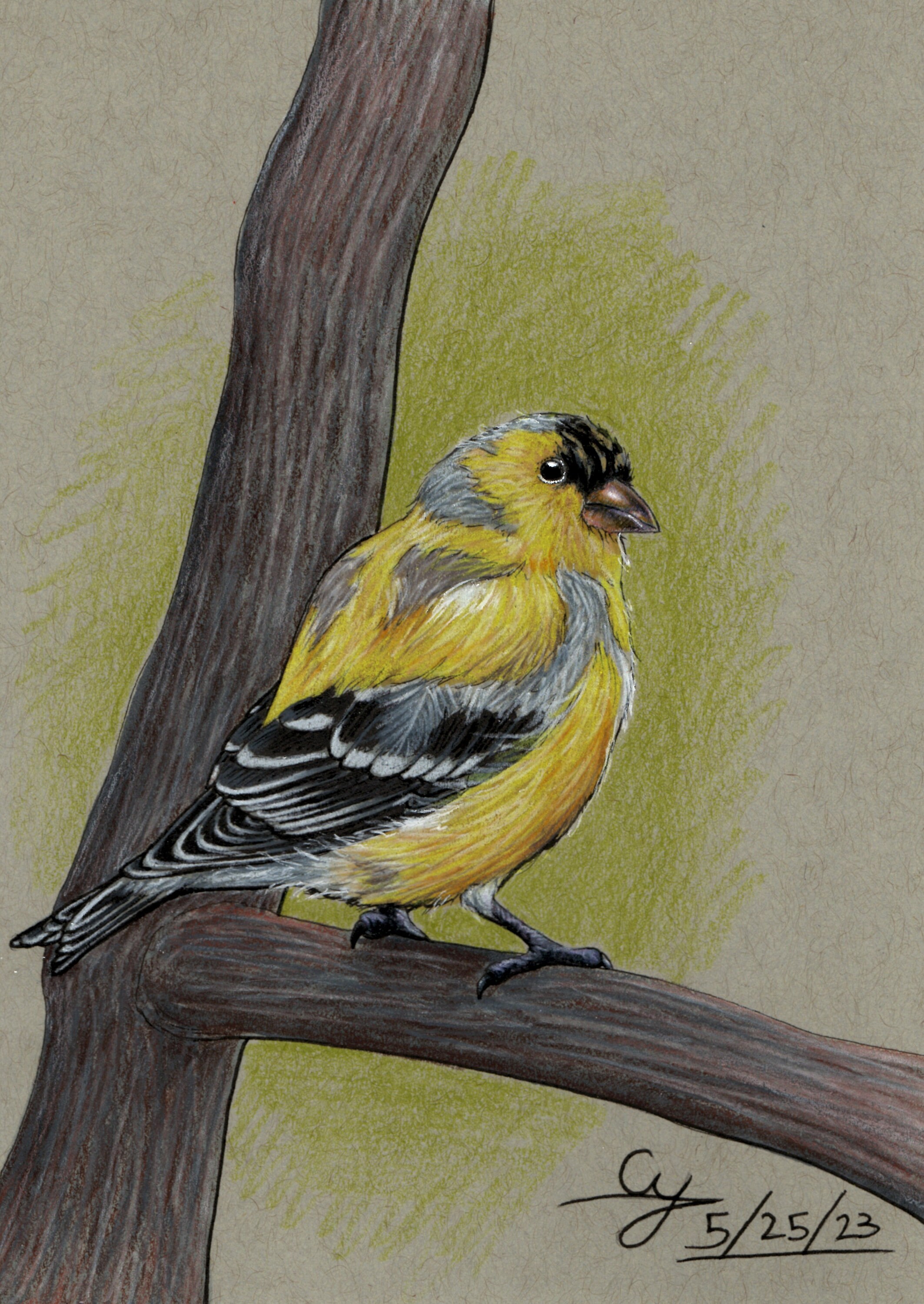 Colored Pencil Bird Drawing - Etsy