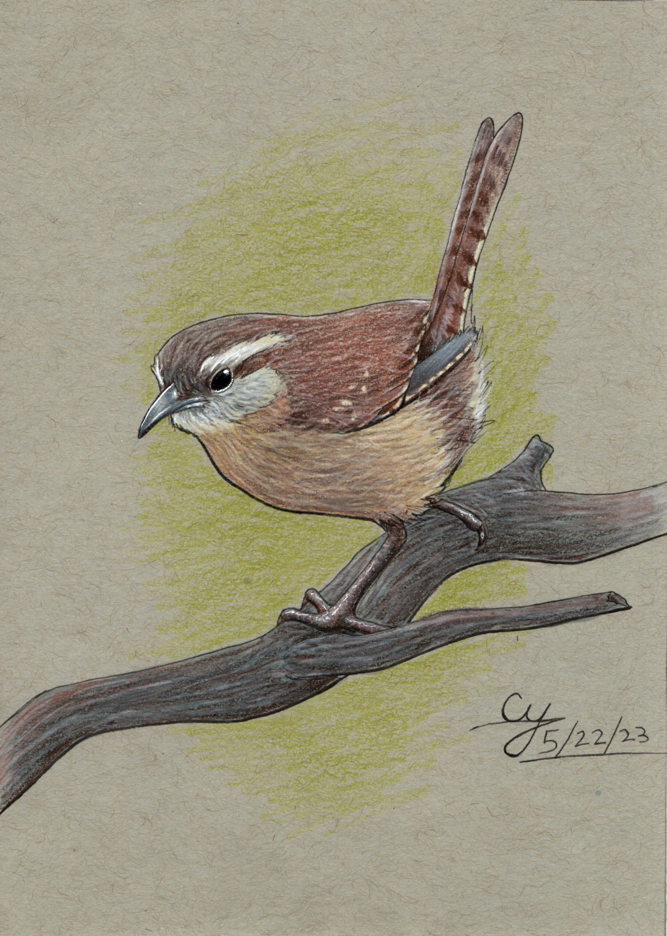 Colored Pencil Bird Drawing - Etsy