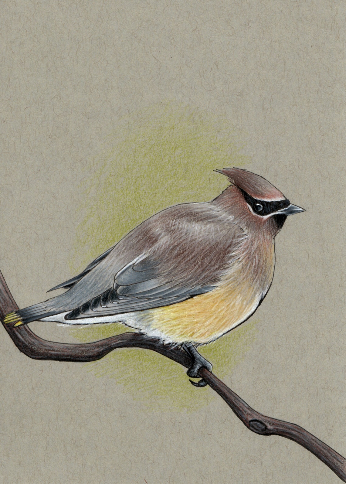 Colored Pencil Bird Drawing - Etsy