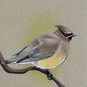 Colored Pencil Bird Drawing - Etsy