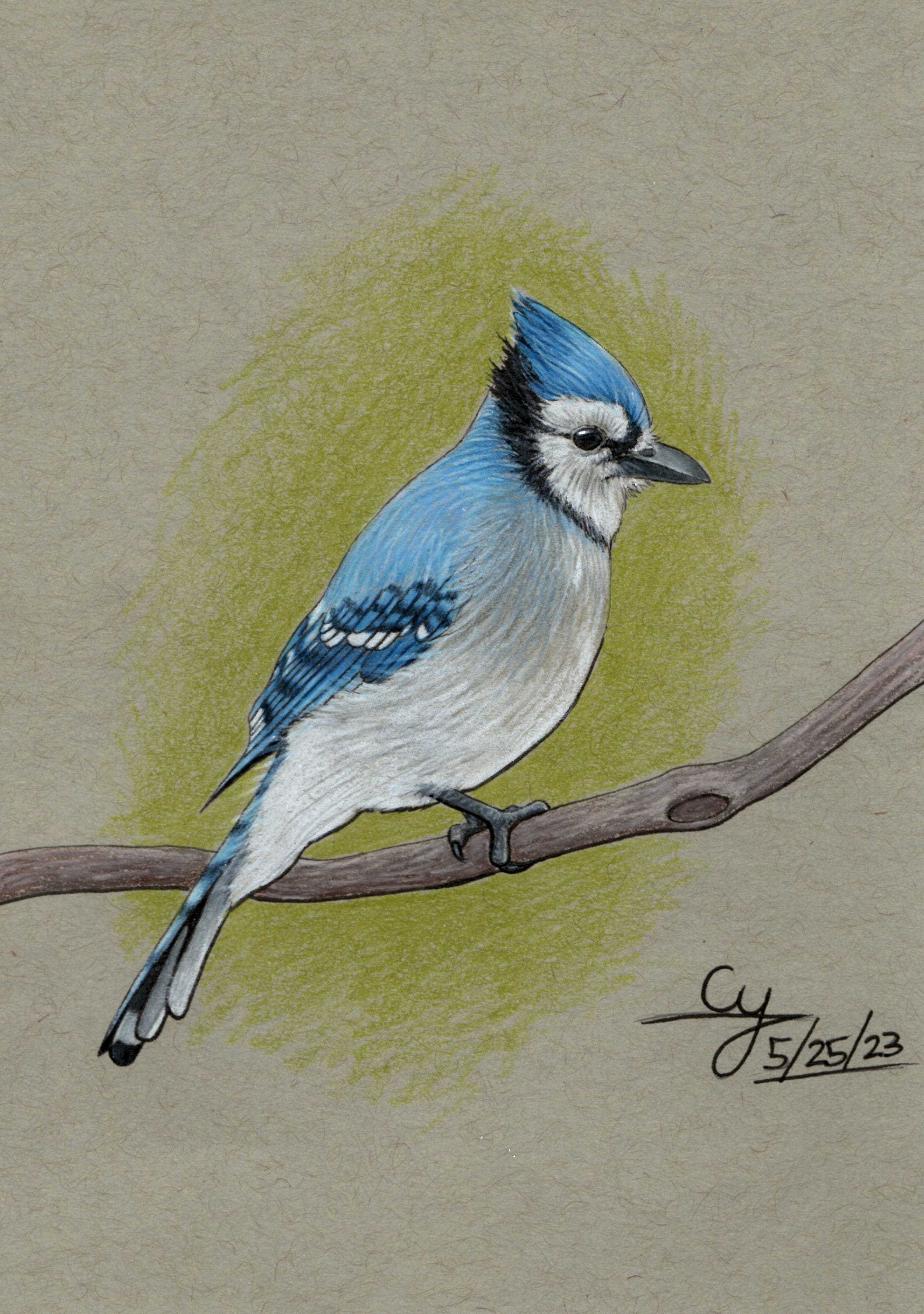 Colored Pencil Bird Drawing - Etsy