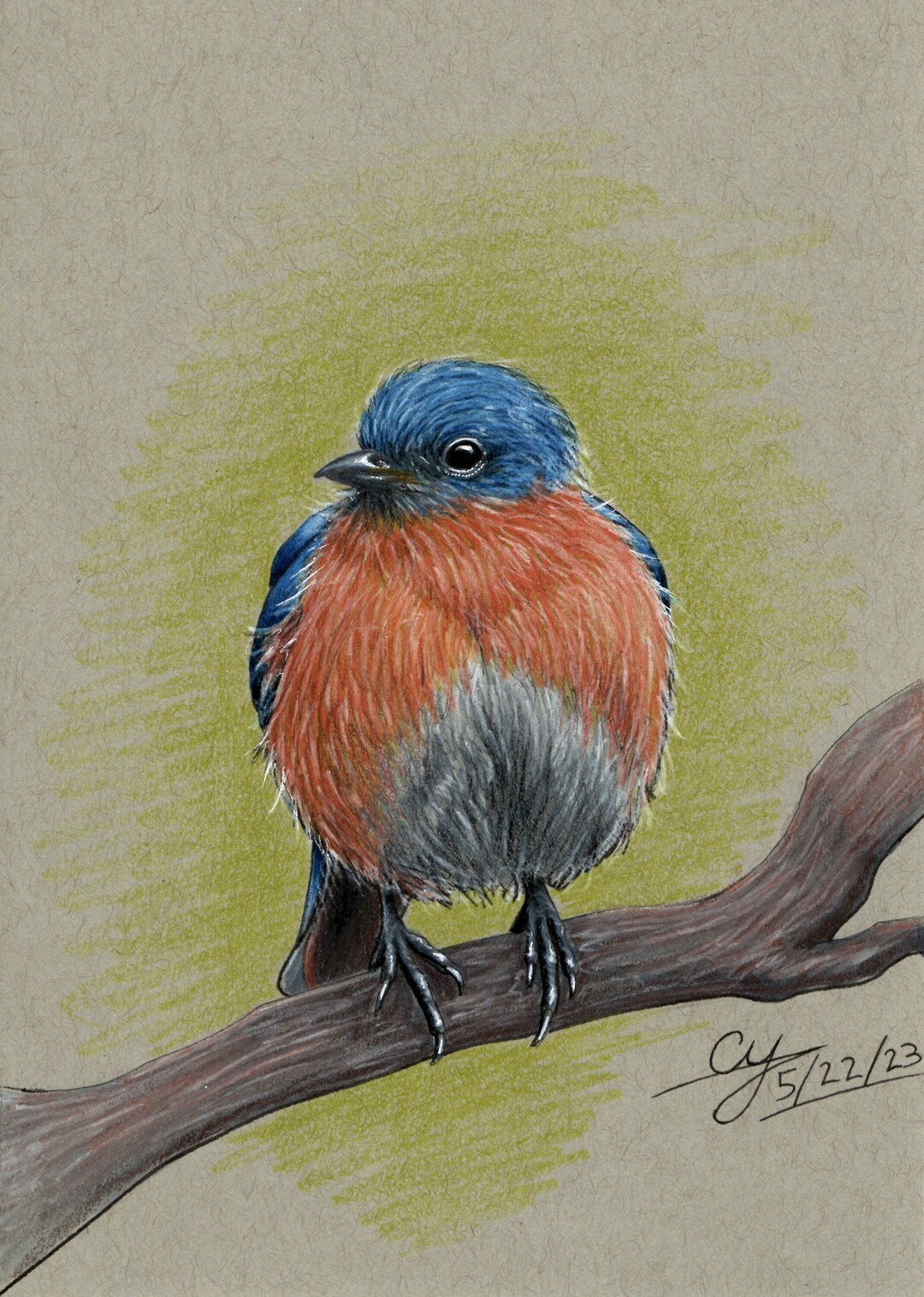 Colored Pencil Bird Drawing - Etsy