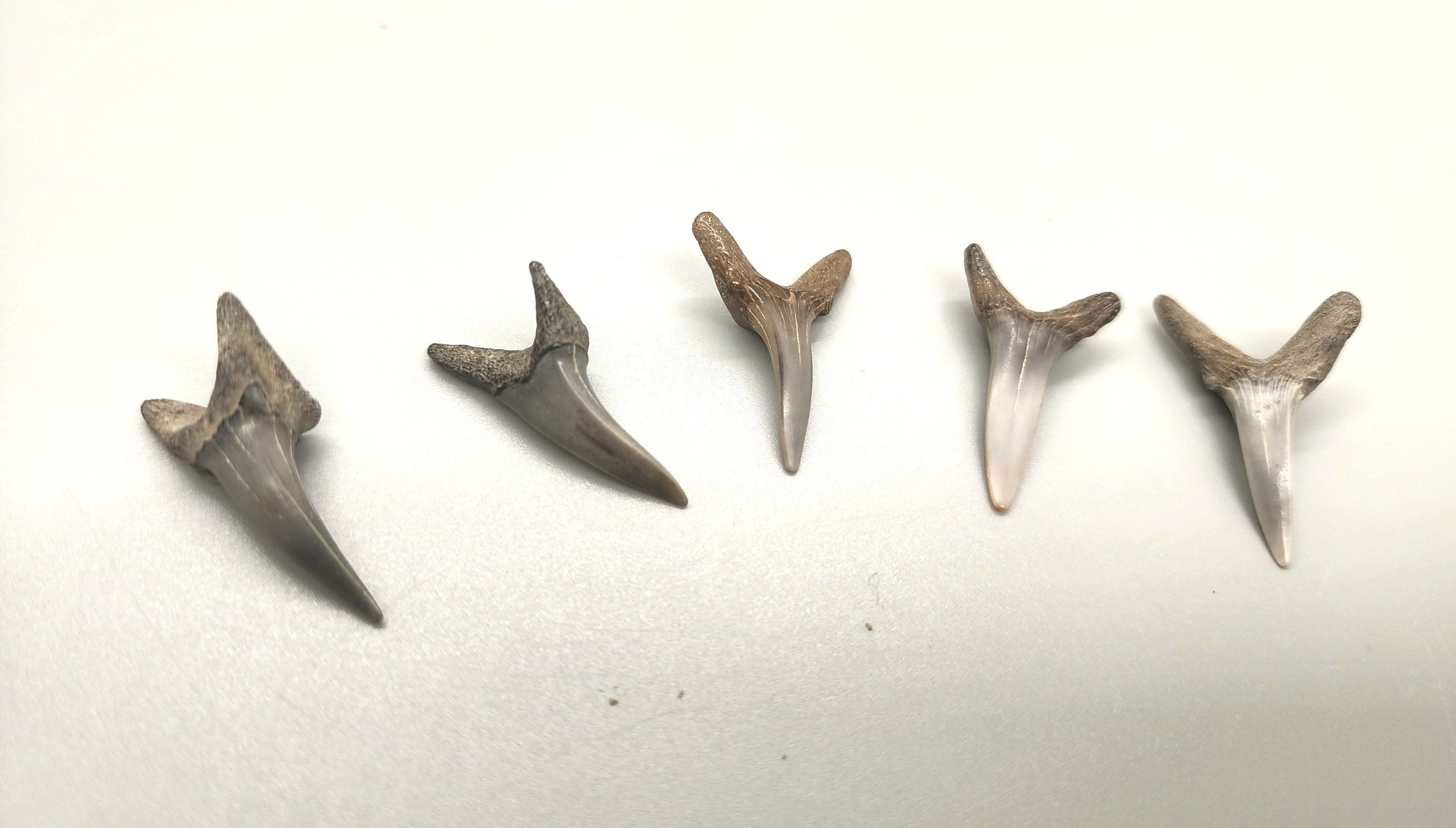 5 Fossilized Sand Tiger Shark Teeth - Etsy