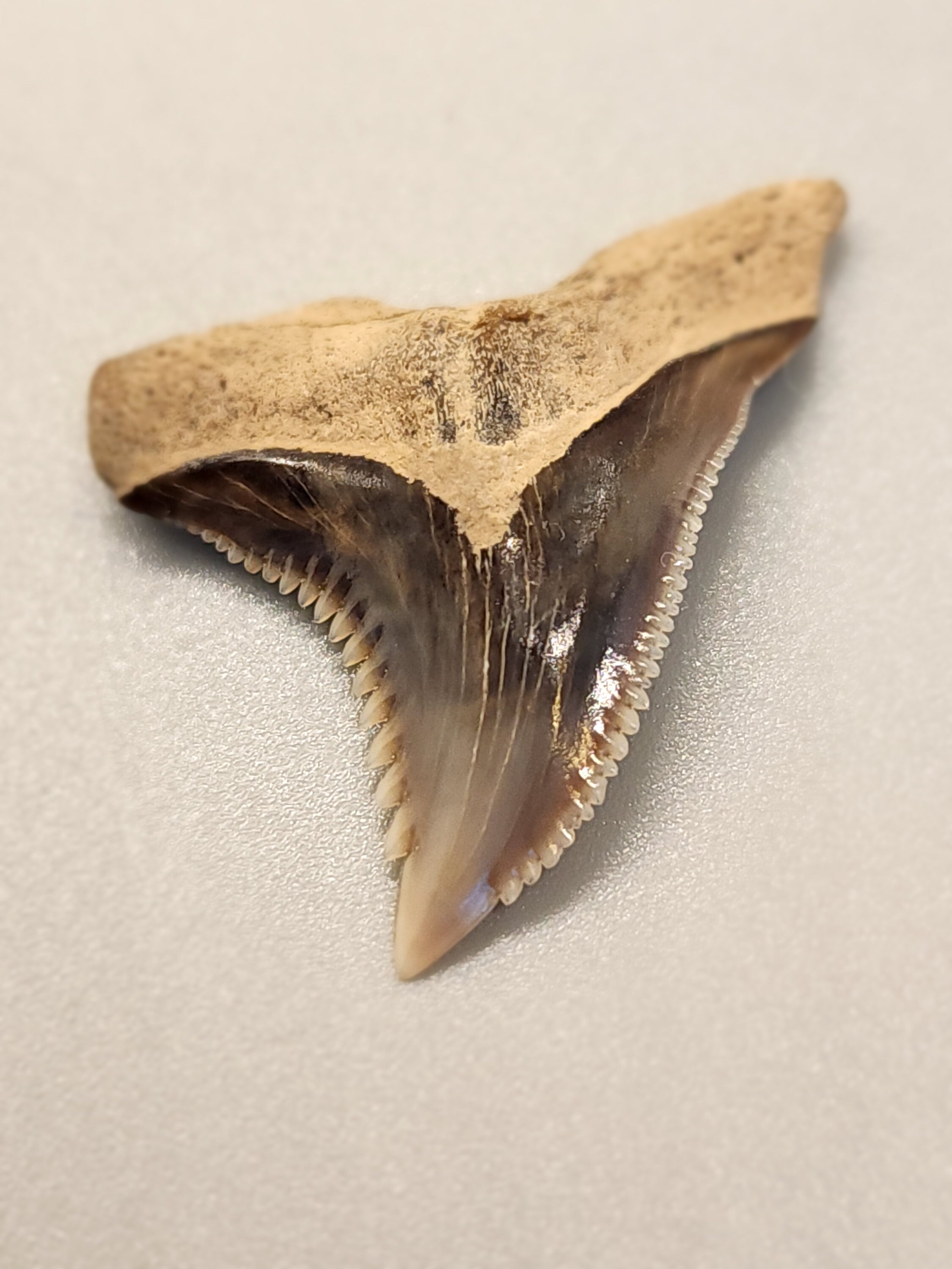 Shark Teeth Tooth Fossil Fossils Megalodon Mako Hemi Hunting Hobby ...