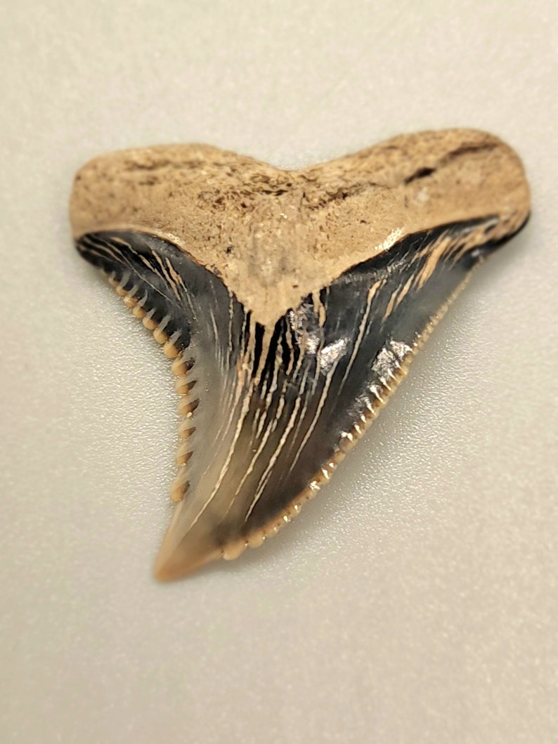 Shark Teeth Tooth Fossil Fossils Megalodon Mako Hemi Hunting Hobby ...