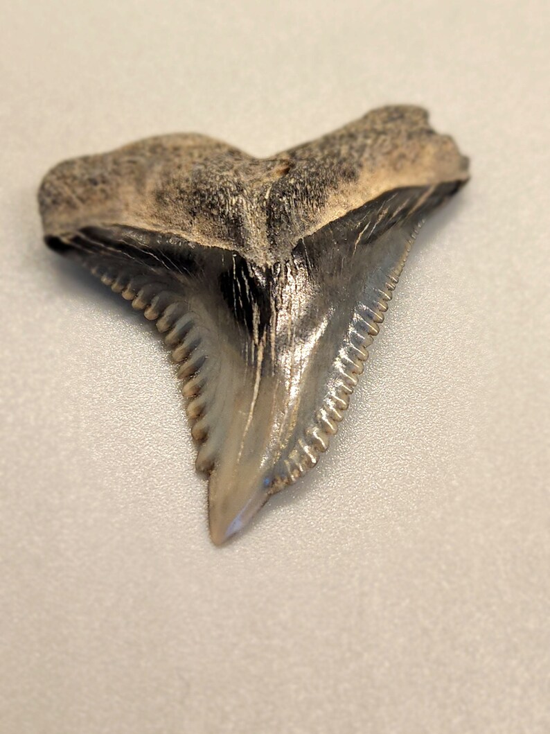 Shark Teeth Tooth Fossil Fossils Megalodon Mako Hemi Hunting Hobby ...