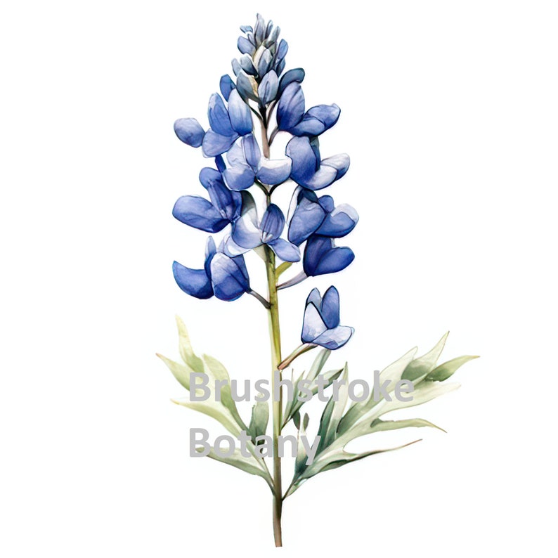 Bluebonnet Watercolor, Minimalist, Texas, Digital Download - Etsy