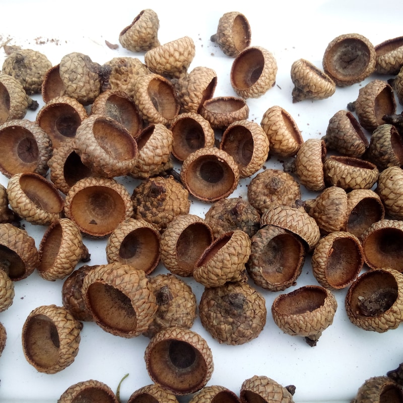 Acorn Cap - Etsy