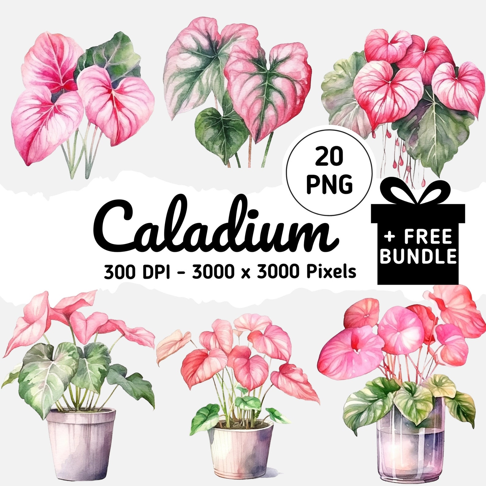 Pink Caladium Clipart Bundle, Botanical Watercolor Graphics for ...