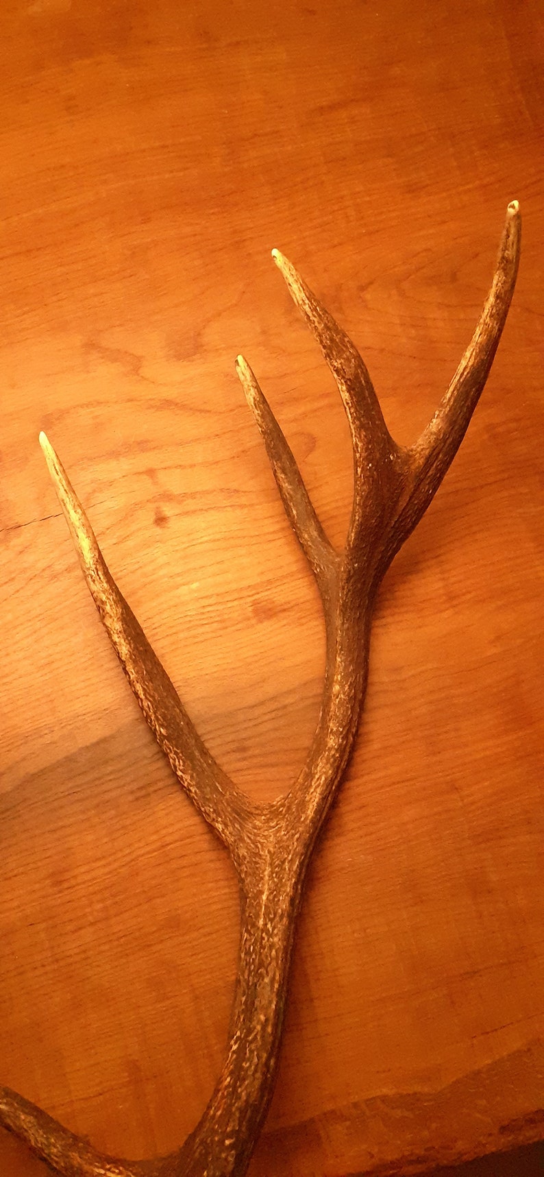 Deer Drop Rod, Deer Trophy, Deer Antlers - Etsy