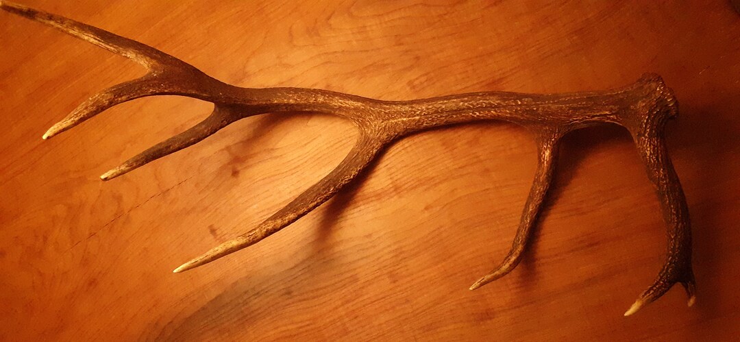 Deer Drop Rod, Deer Trophy, Deer Antlers - Etsy