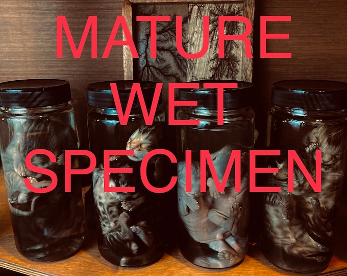 PAIRS Wet Specimens Formalin Fixed Fel. in Glass Jar TALL - Etsy