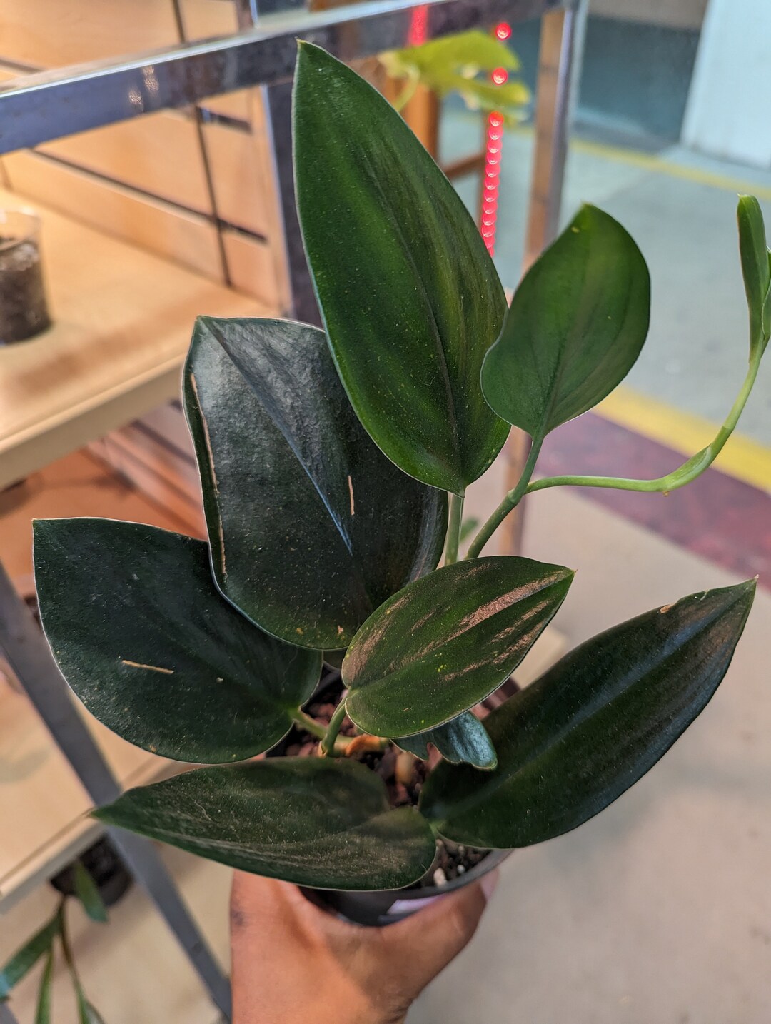 Scindapsus Treubii Dark - Etsy