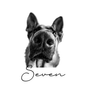 Custom Pet Table Numbers - Etsy