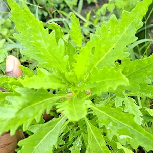 Worm Grass Worm Bush Mexican Tea and Seeds 1000 Ct. - Etsy