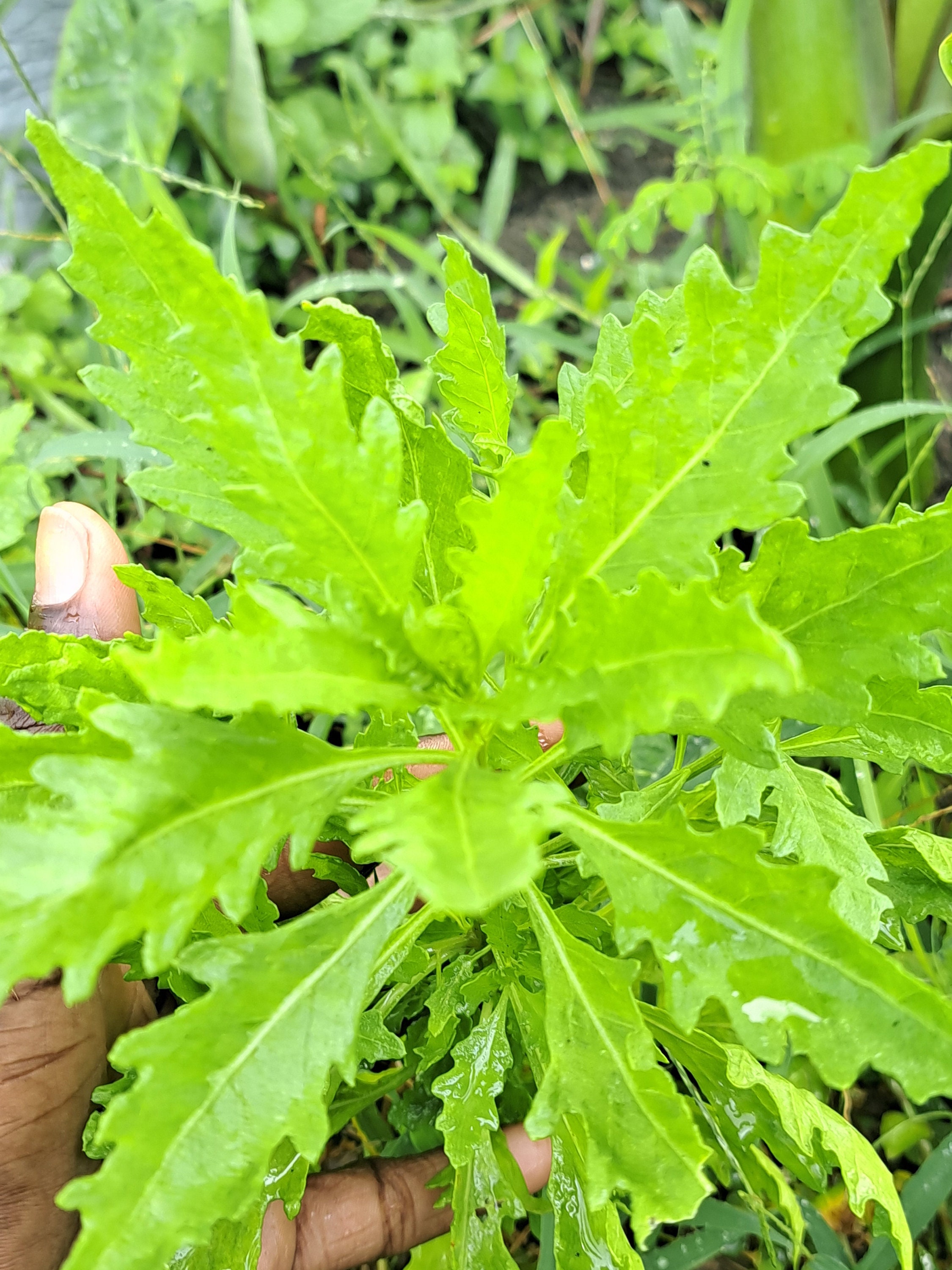 Worm Grass, Worm Bush, Mexican Tea and Seeds 1000 Ct. - Etsy
