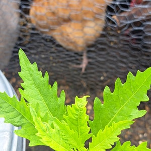 Worm Grass Worm Bush Mexican Tea and Seeds 1000 Ct. - Etsy