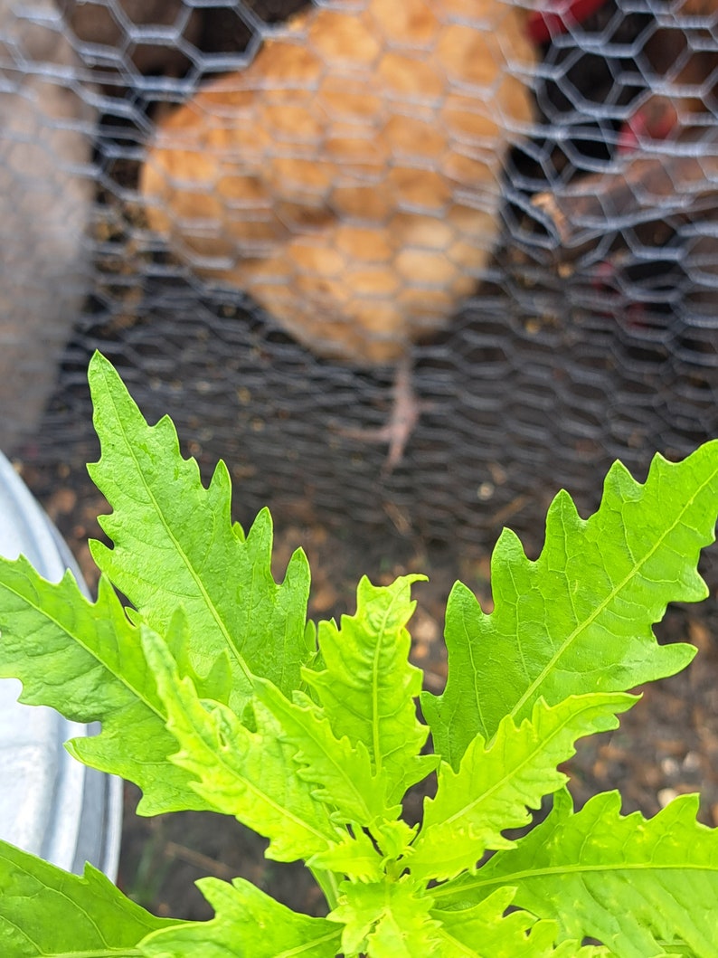 Worm Grass, Worm Bush, Mexican Tea and Seeds 1000 Ct. - Etsy