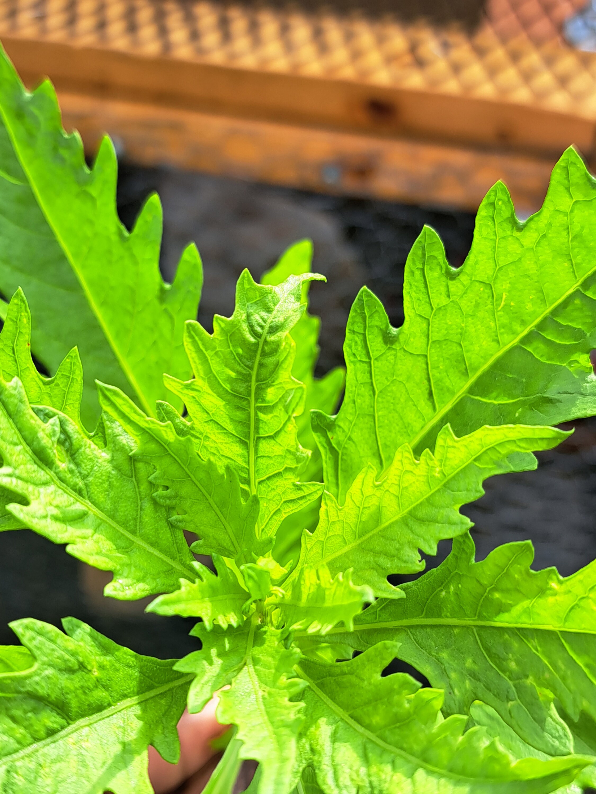 Worm Grass, Worm Bush, Mexican Tea and Seeds 1000 Ct. - Etsy