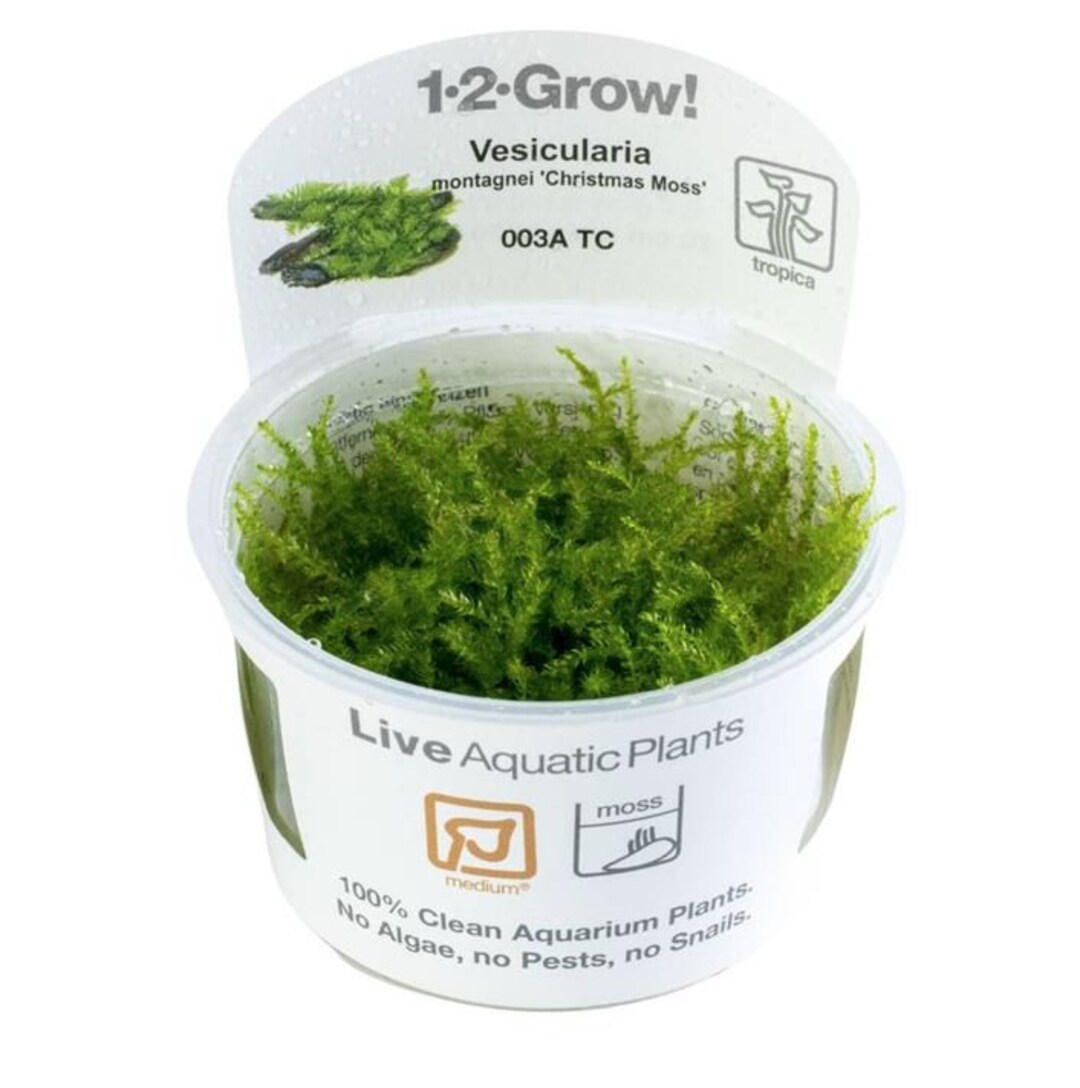 Vesicularia Montagnei 'christmas Moss' - Tropica Tissue Culture Cup - Etsy