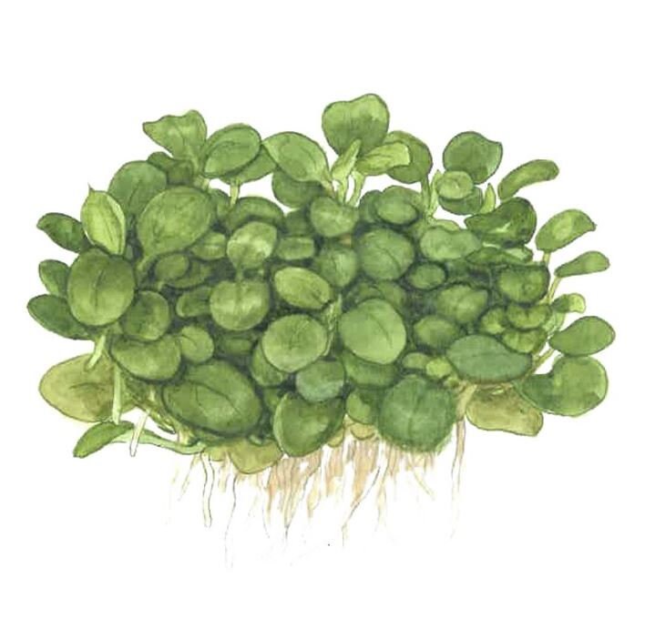 Anubias Barteri 'mini Coin' Tropica Tissue Culture Cup - Etsy