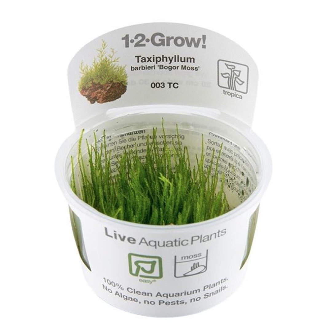 Taxiphyllum Barbieri 'bogor Moss' (aka Java Moss) - Tropica Tissue ...