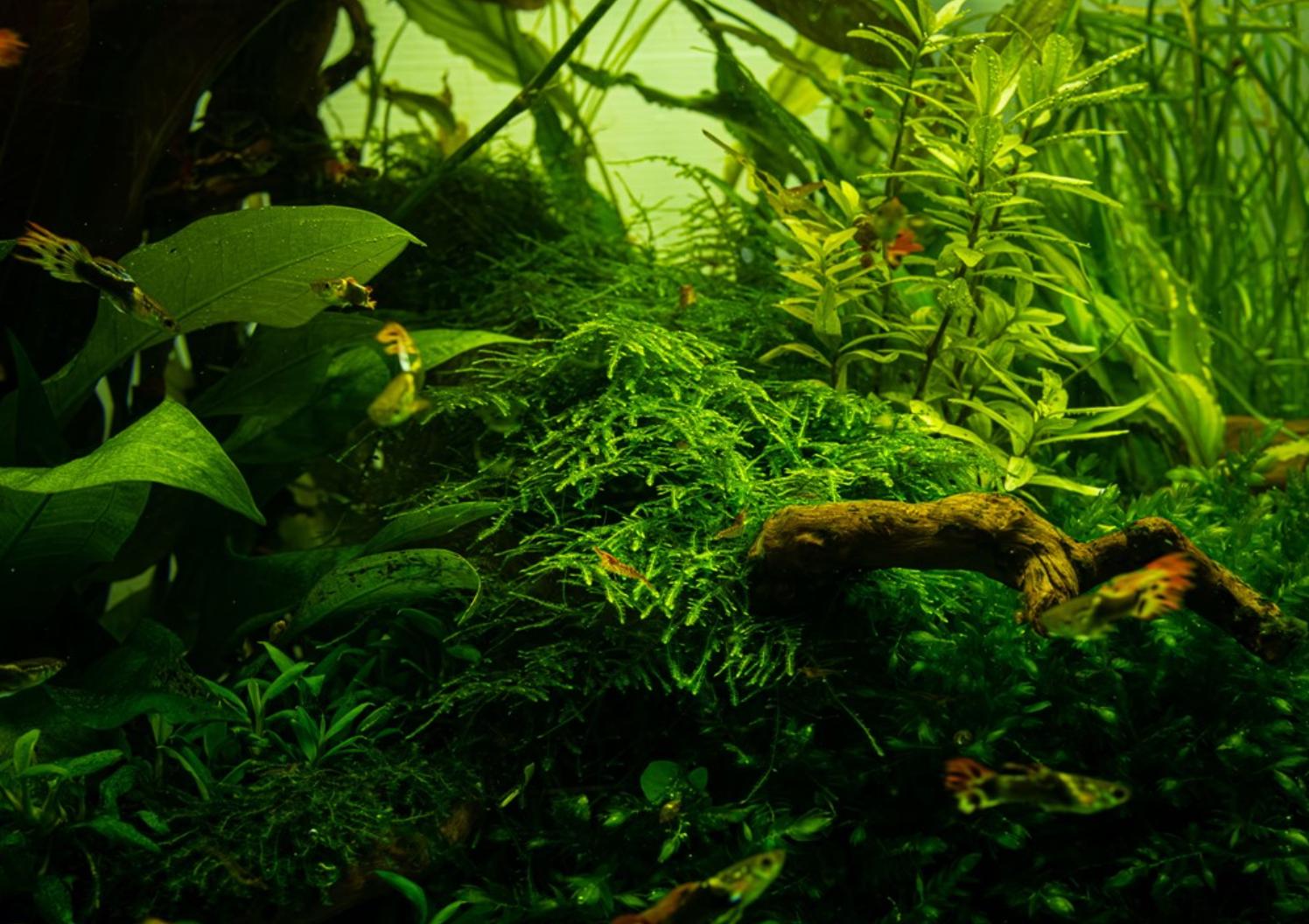 Taxiphyllum Alternans 'taiwan Moss' - Tropica Tissue Culture Cup - Etsy