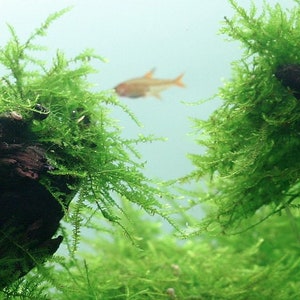 Taxiphyllum Barbieri 'bogor Moss' (aka Java Moss) - Tropica Tissue ...