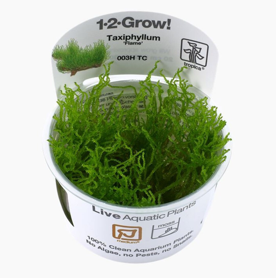 Taxiphyllum Sp. ’flame Moss’ - Tissue Culture Cups - Etsy