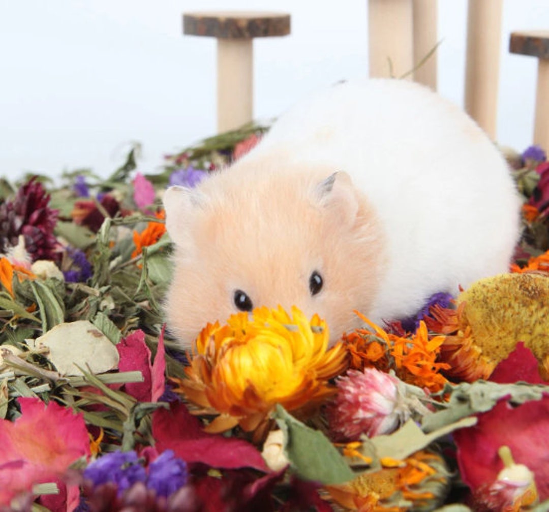 Hamster Sprays and Flowers Bundle 100g Dried Flowers Set for - Etsy