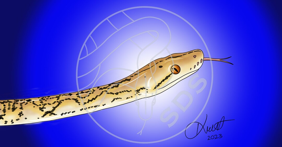 Super Dwarf Reticulated Python Snake Head Tongue Blue Backdrop Digital Art Print Reptile Design ...