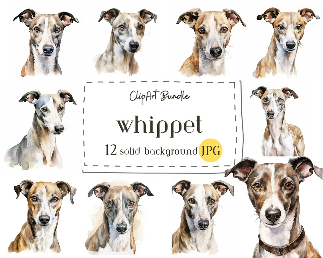 12 Whippet Clipart-300 Dpi Jpg-dog Clipart-card Making-digital Paper ...