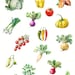 Veggie Bundle Watercolor Clipart, Vegetables Collection, Eco Vegan ...
