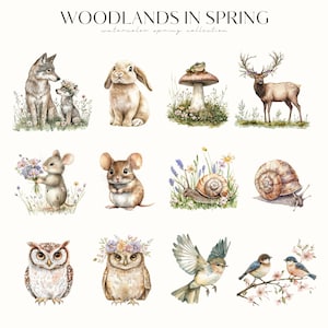 Woodland Animals Clipart, Watercolor Spring Forest Animals PNG, Forest ...