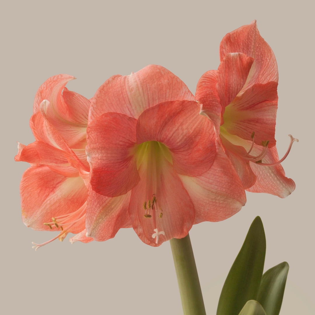 AMARYLLIS 'ROSALIE’ - Etsy