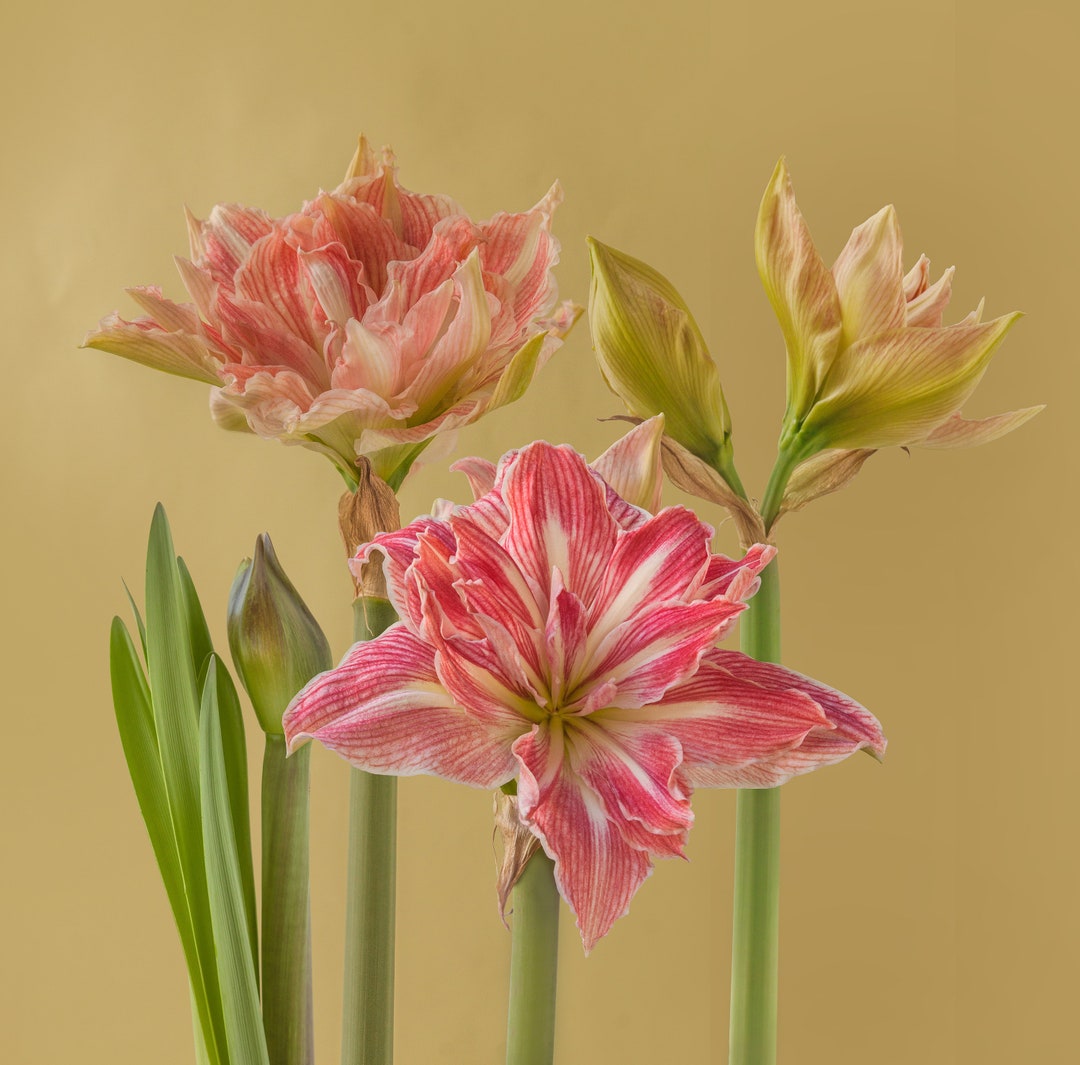 AMARYLLIS 'PRETTY NYMPH' - Etsy