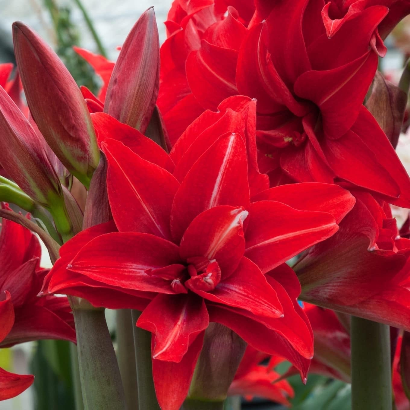 AMARYLLIS 'DOUBLE DELICIOUS' - Etsy