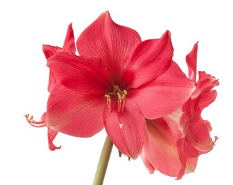 10-12 SEEDS Amaryllis Pink Surprise, New Harvest, Plus Growing ...