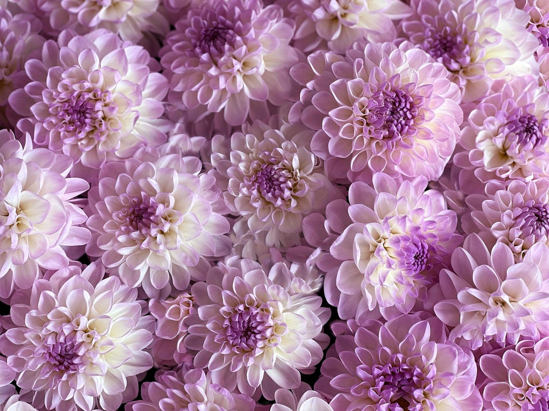 DAHLIA 'EVELINE' (pre-order) - Etsy