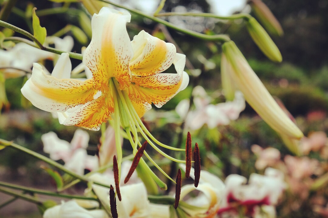 LILIUM 'LADY ALICE' - Etsy
