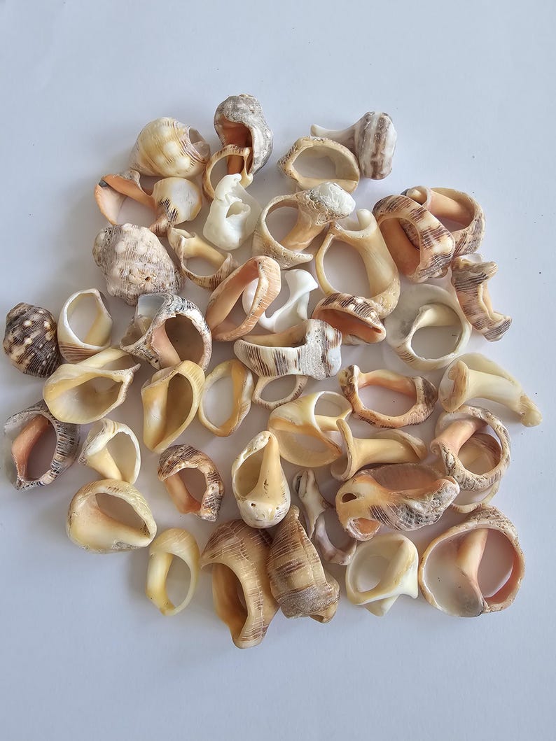 Natural Sea Shells From Costa Del Sol, Spain – Hand-collected Beach ...