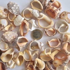 Natural Sea Shells From Costa Del Sol, Spain – Hand-collected Beach ...