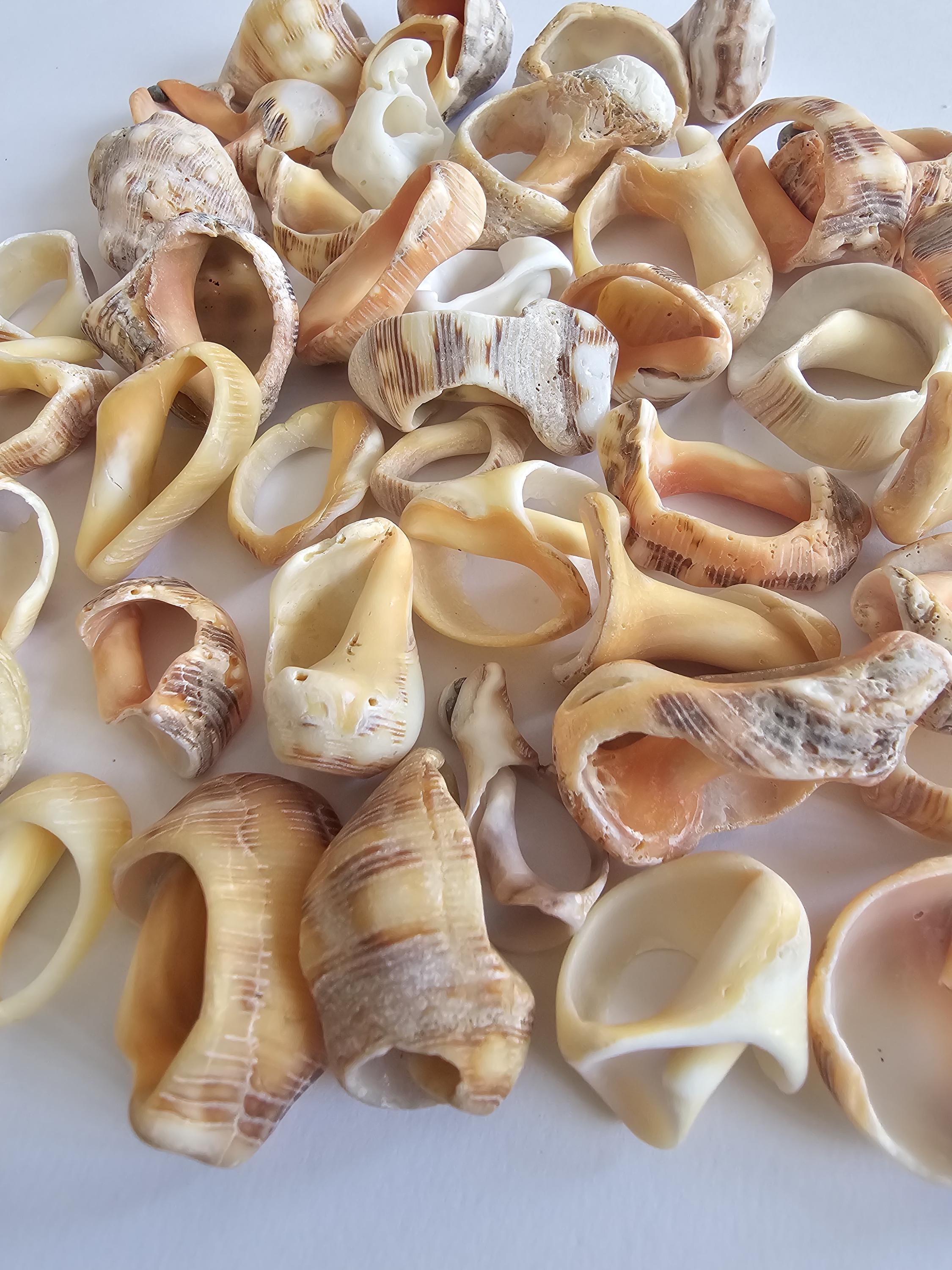 Natural Sea Shells From Costa Del Sol, Spain – Hand-collected Beach ...