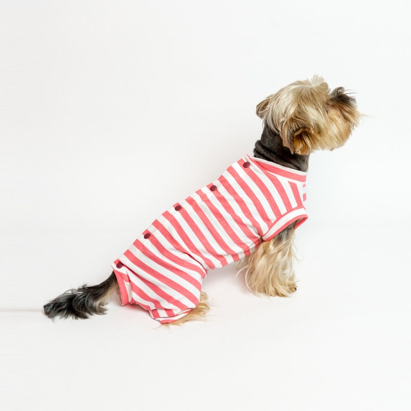 Perrito con traje - Etsy México