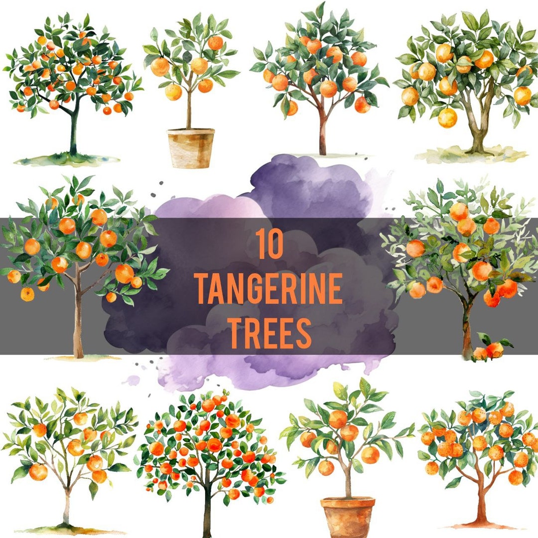10 Tangerine Trees | Watercolor PNG Clipart | Mandarin Tree in a Pot - Etsy