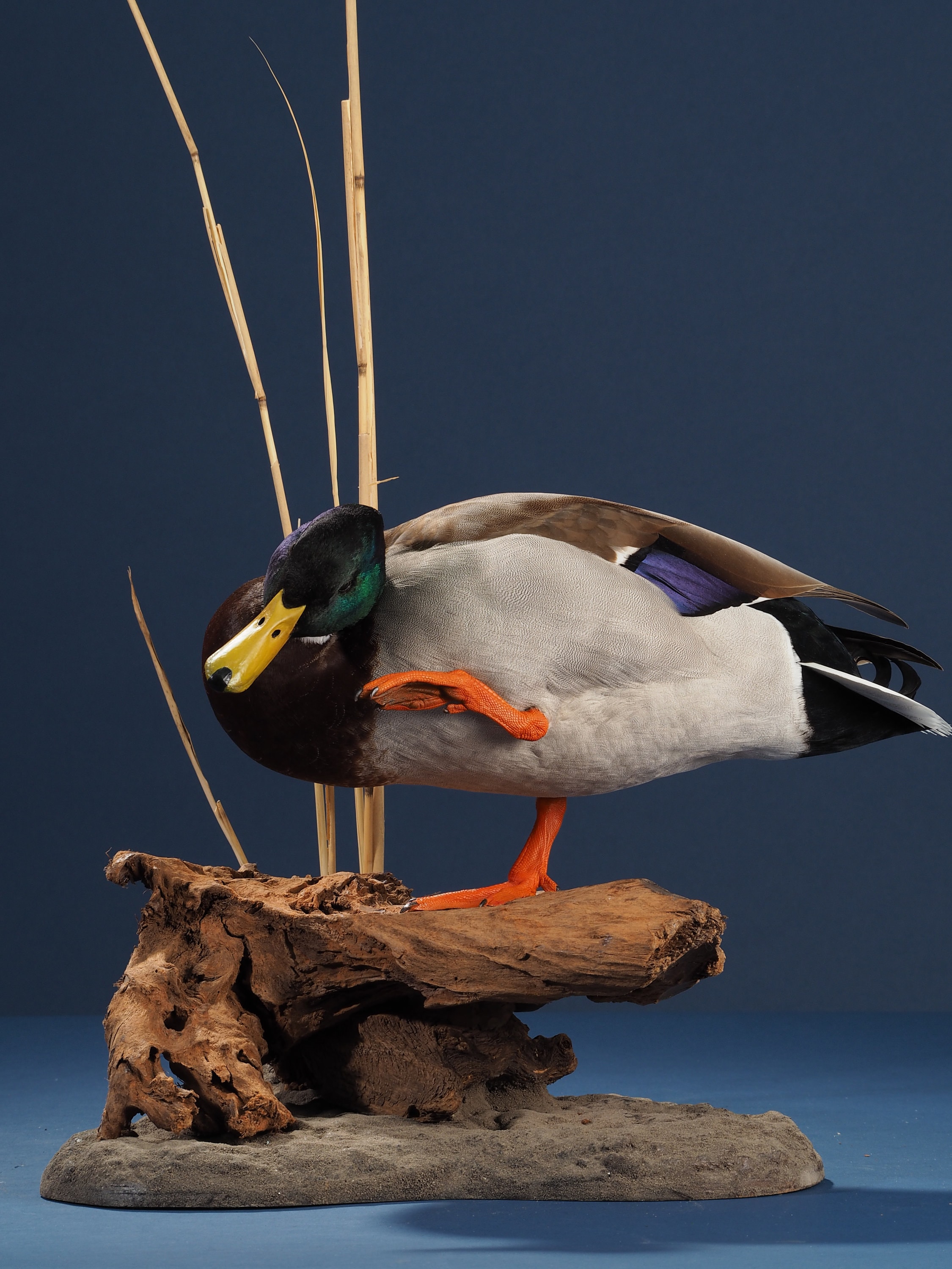 Mallard Duck Mounts Standing