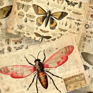 Insect Junk Journal Specimen Kit Entomology Specimen Digital Insect ...