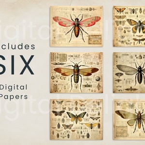 Insect Junk Journal Specimen Kit Entomology Specimen Digital Insect ...
