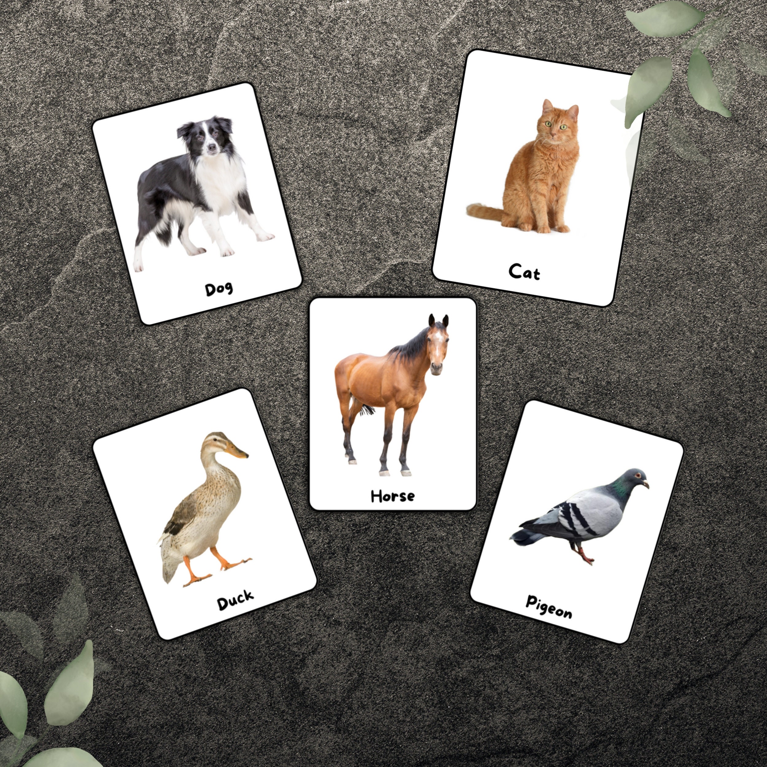 Learning FARM ANIMALS in English 20 Real Pictures Montessori Cards ...